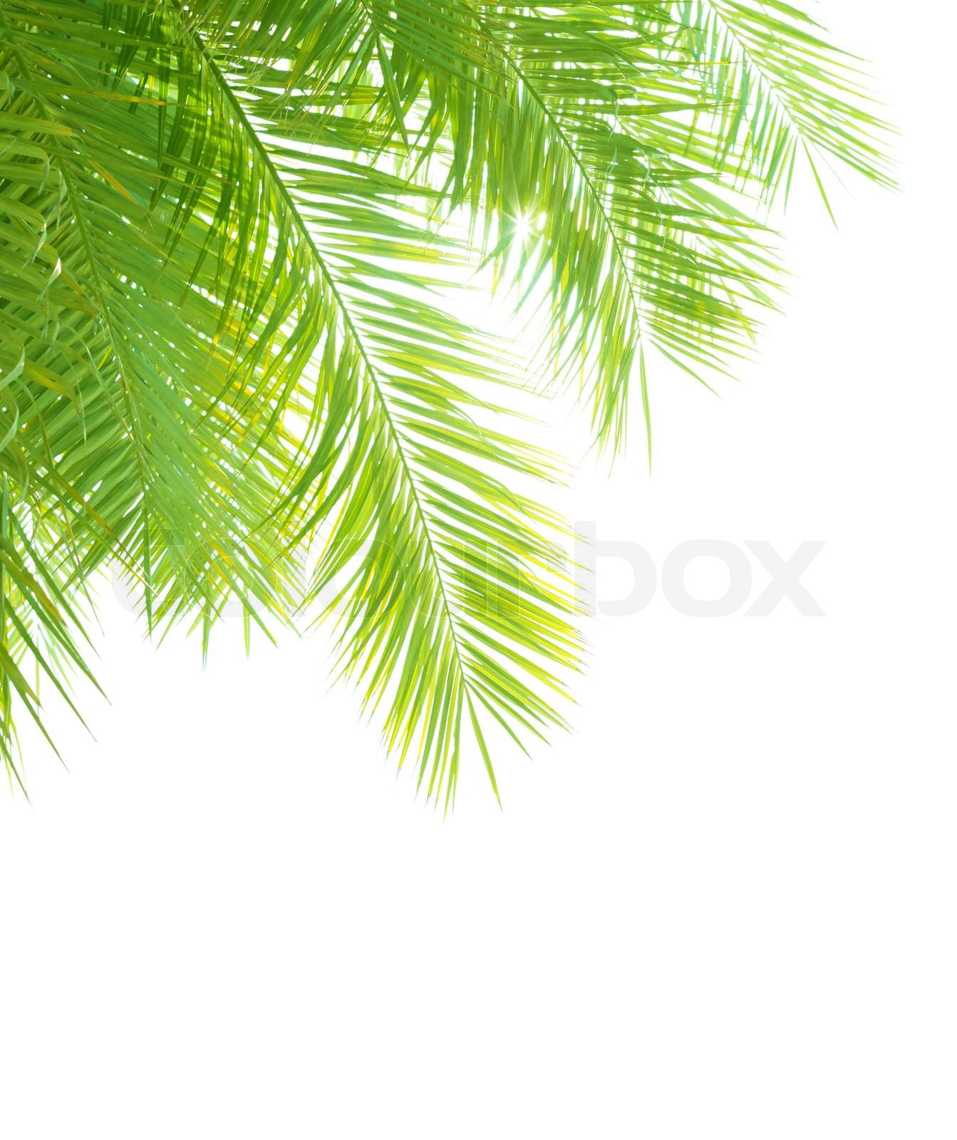 Palm tree blade grænsen | Stock foto | Colourbox