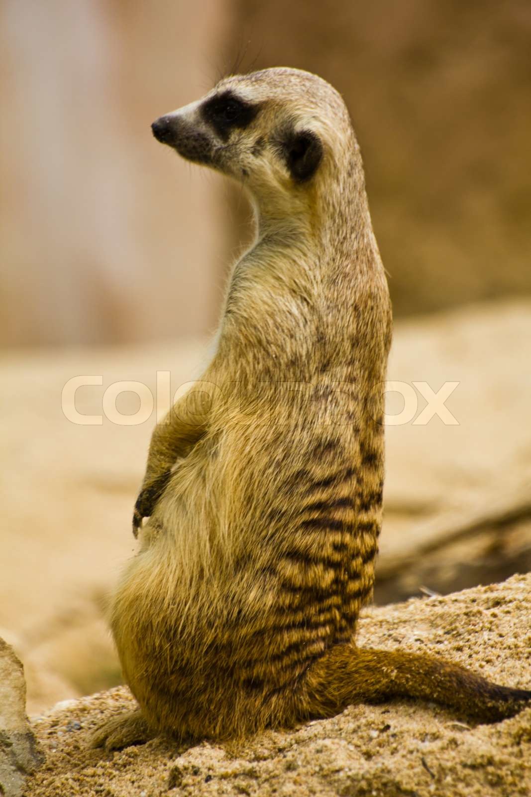 Meerkat | Stock image | Colourbox