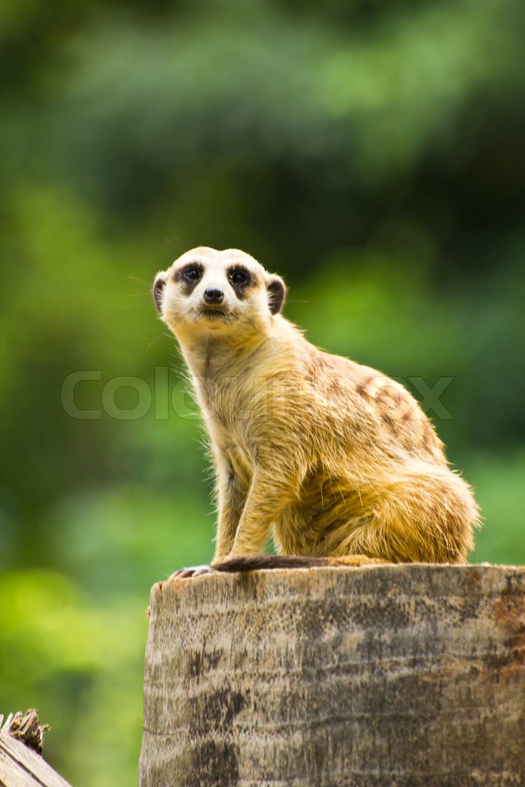Meerkat | Stock image | Colourbox