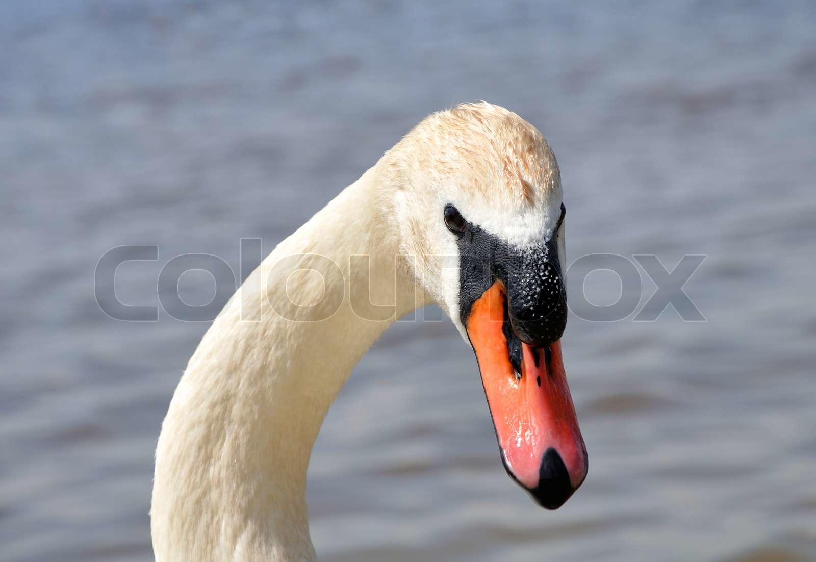 neck and head of swan | Stock image | Colourbox