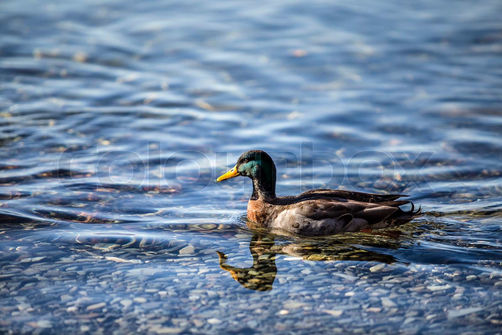 Ducks | Stock image | Colourbox
