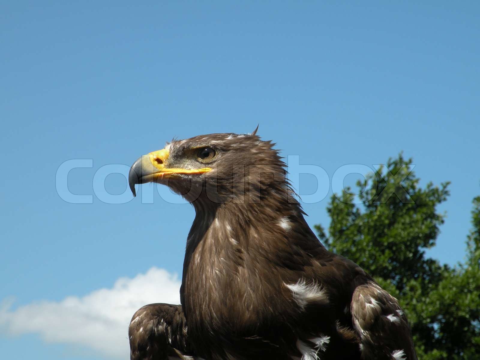 Nahaufnahme von einem jungen Adler | Stock Bild | Colourbox