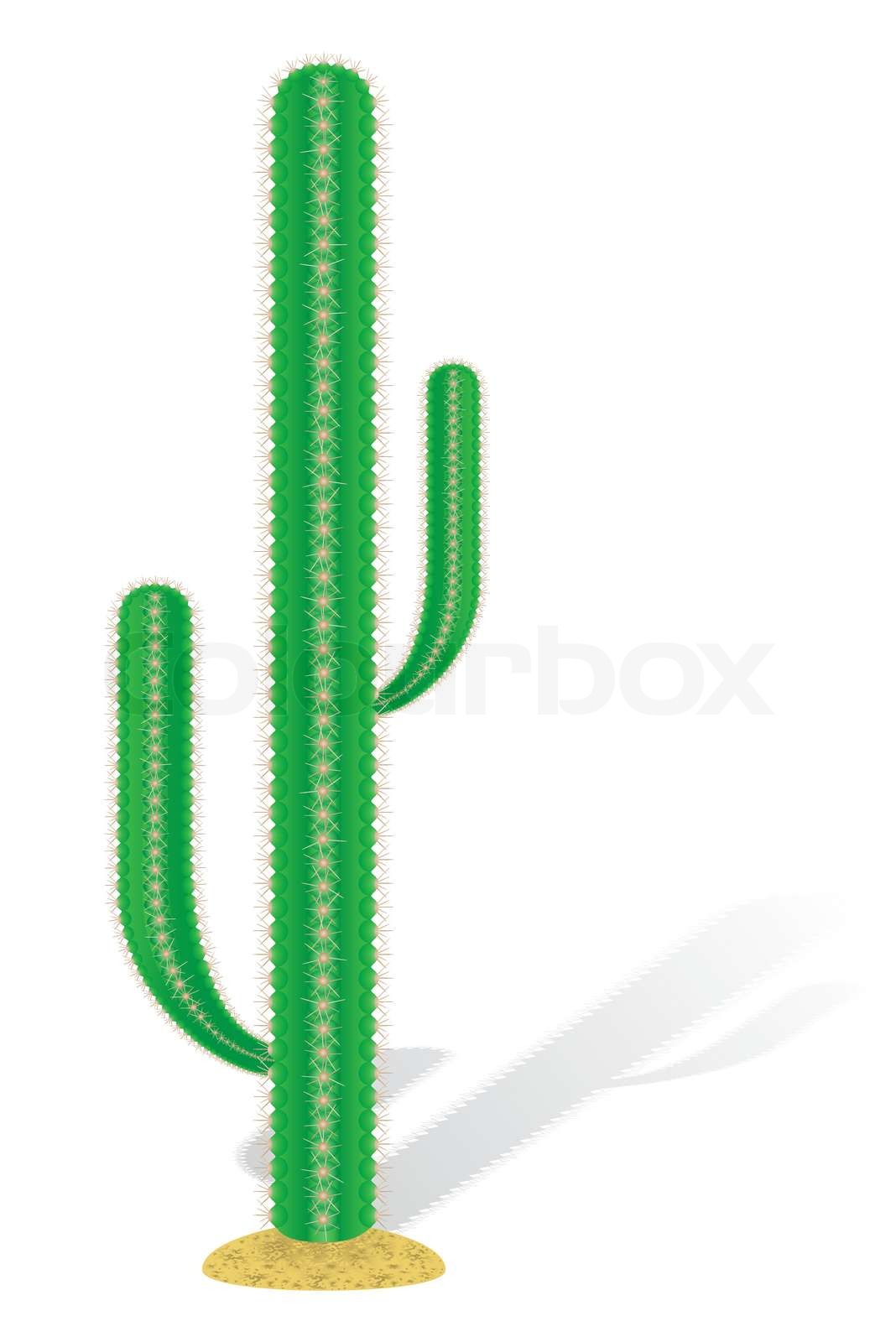 Kaktus Vektor-Illustration | Stock-Vektor | Colourbox