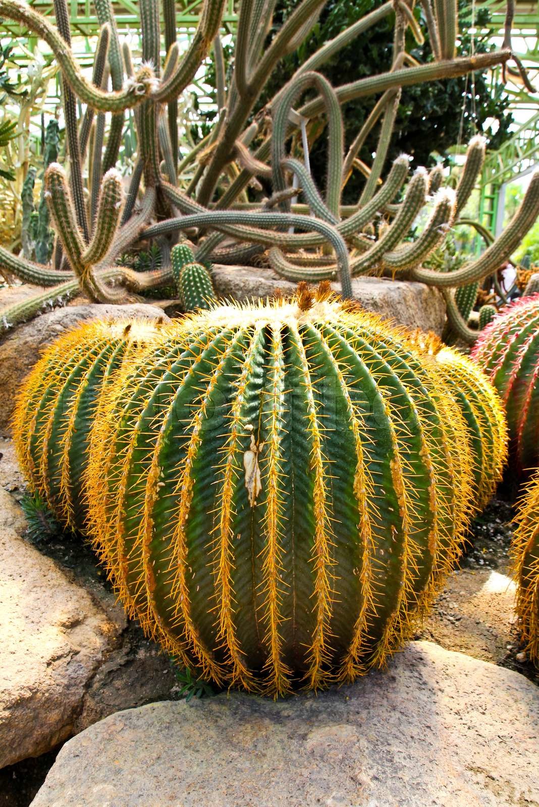 Giant cactus in Nong Nooch Tropical Botanical Garden, Pattaya, Thailand ...