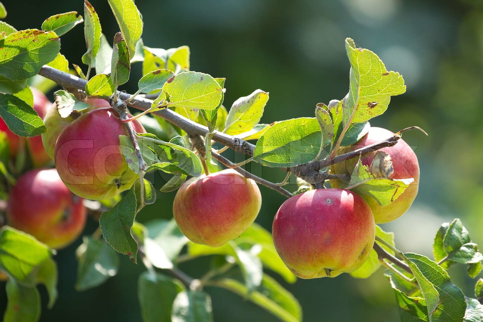 Rote Äpfel | Stock Bild | Colourbox