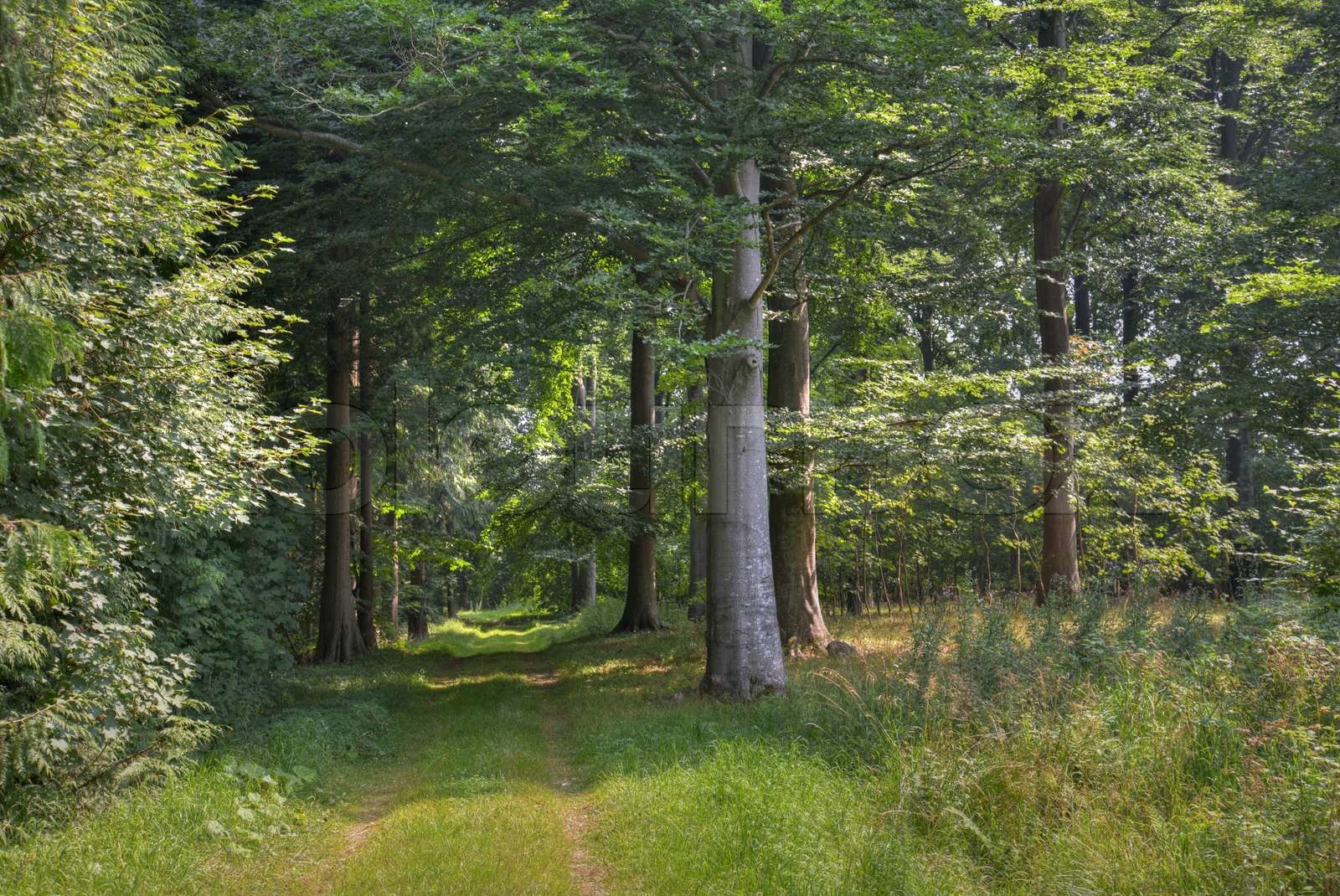 Beech trees in a forest in Denmark | Stock image | Colourbox