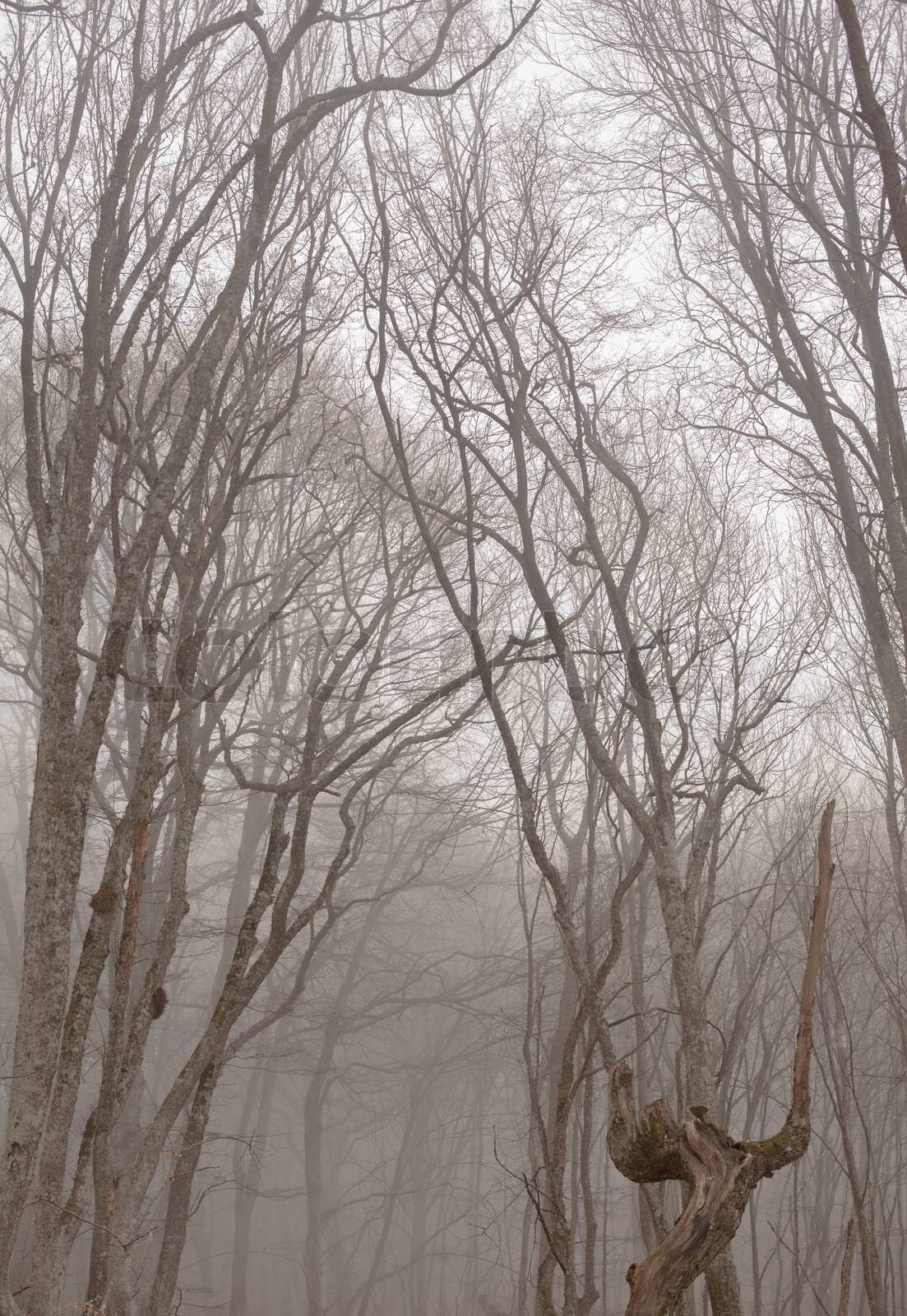 dark forest with fog and cold light | Stock image | Colourbox
