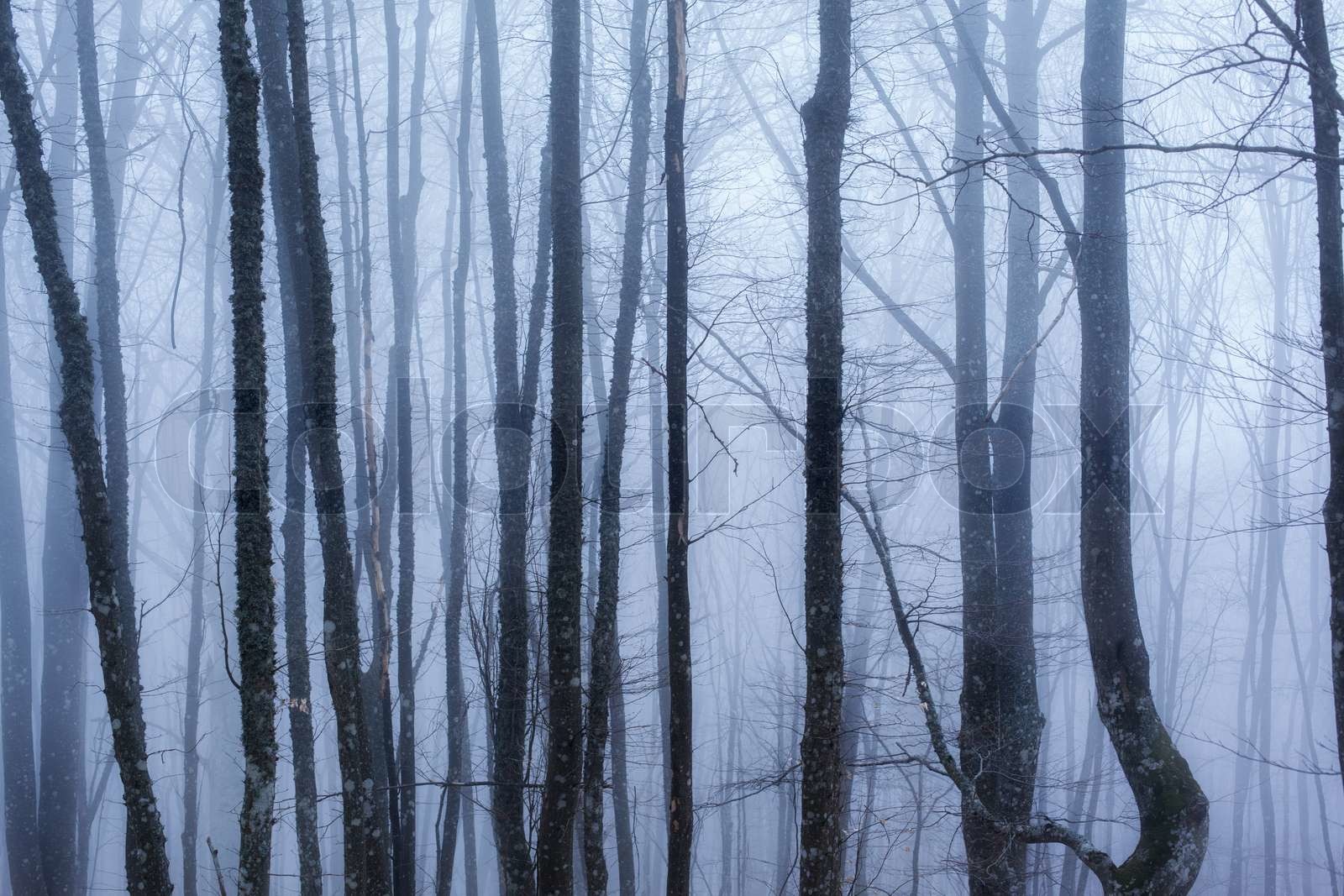 dark forest with fog and cold light | Stock image | Colourbox