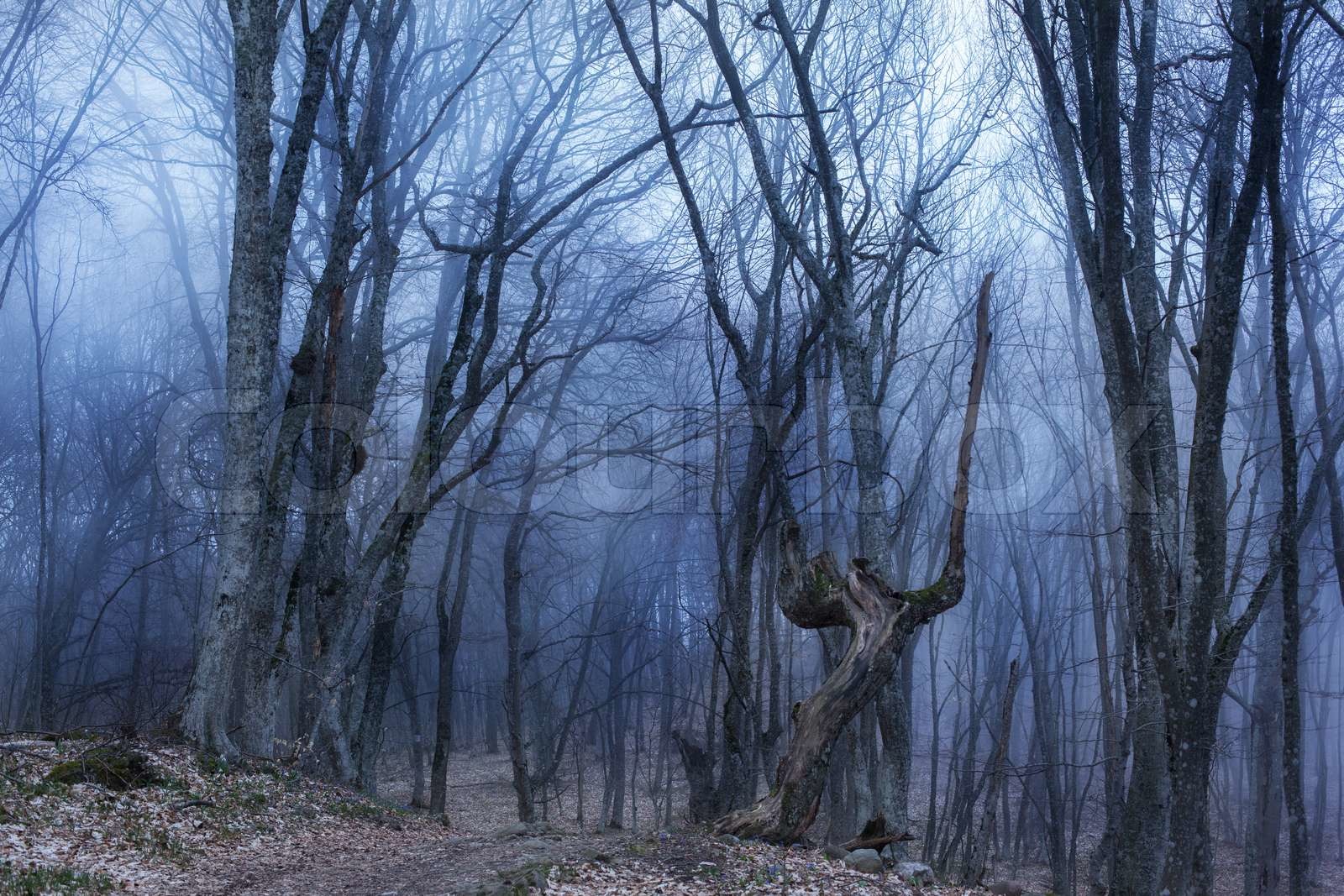 dark forest with fog and cold light | Stock image | Colourbox