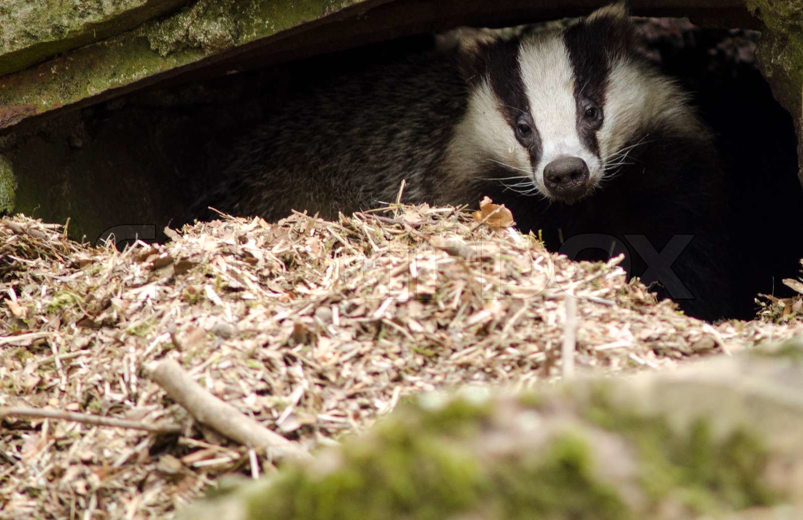 Kopf eines europäischen Dachs | Stock Bild | Colourbox
