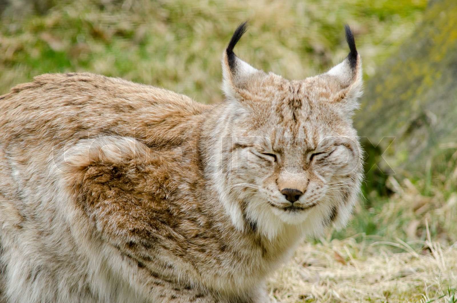 Eurasische Luchs , Lynx lynx | Stock Bild | Colourbox