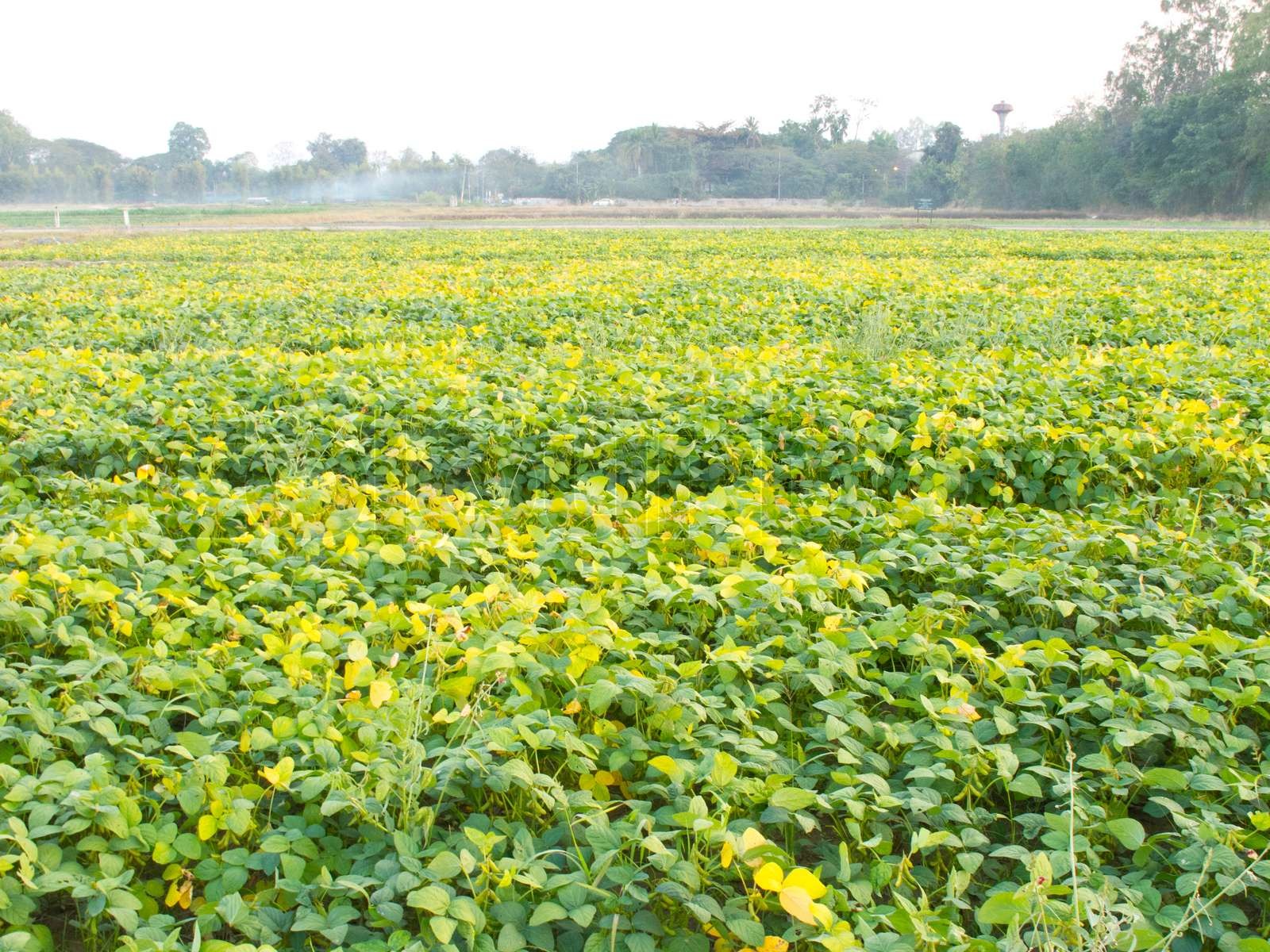 Seedling soybean field in farmland | Stock image | Colourbox