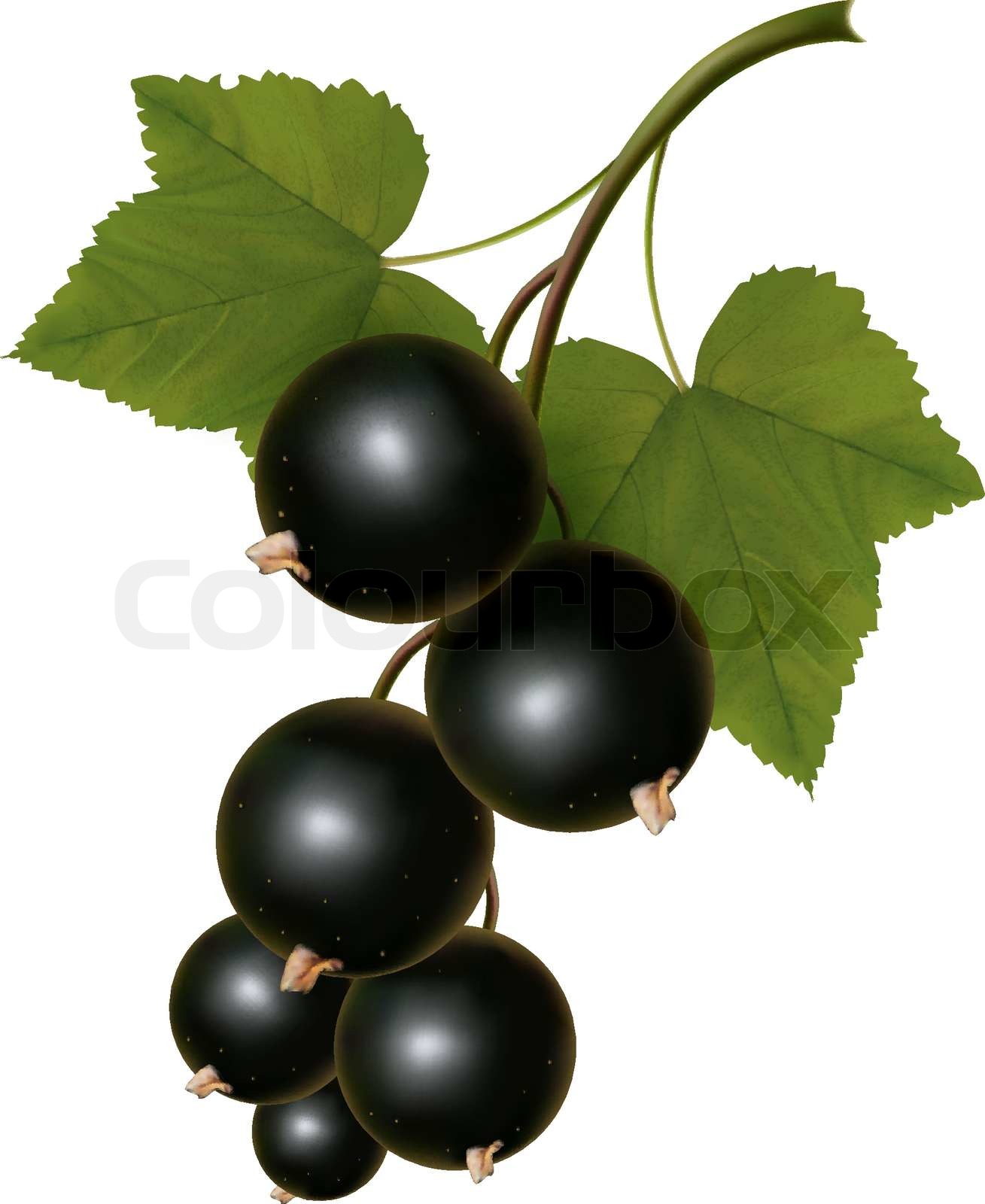 Solbær med blade . | Stock vektor | Colourbox