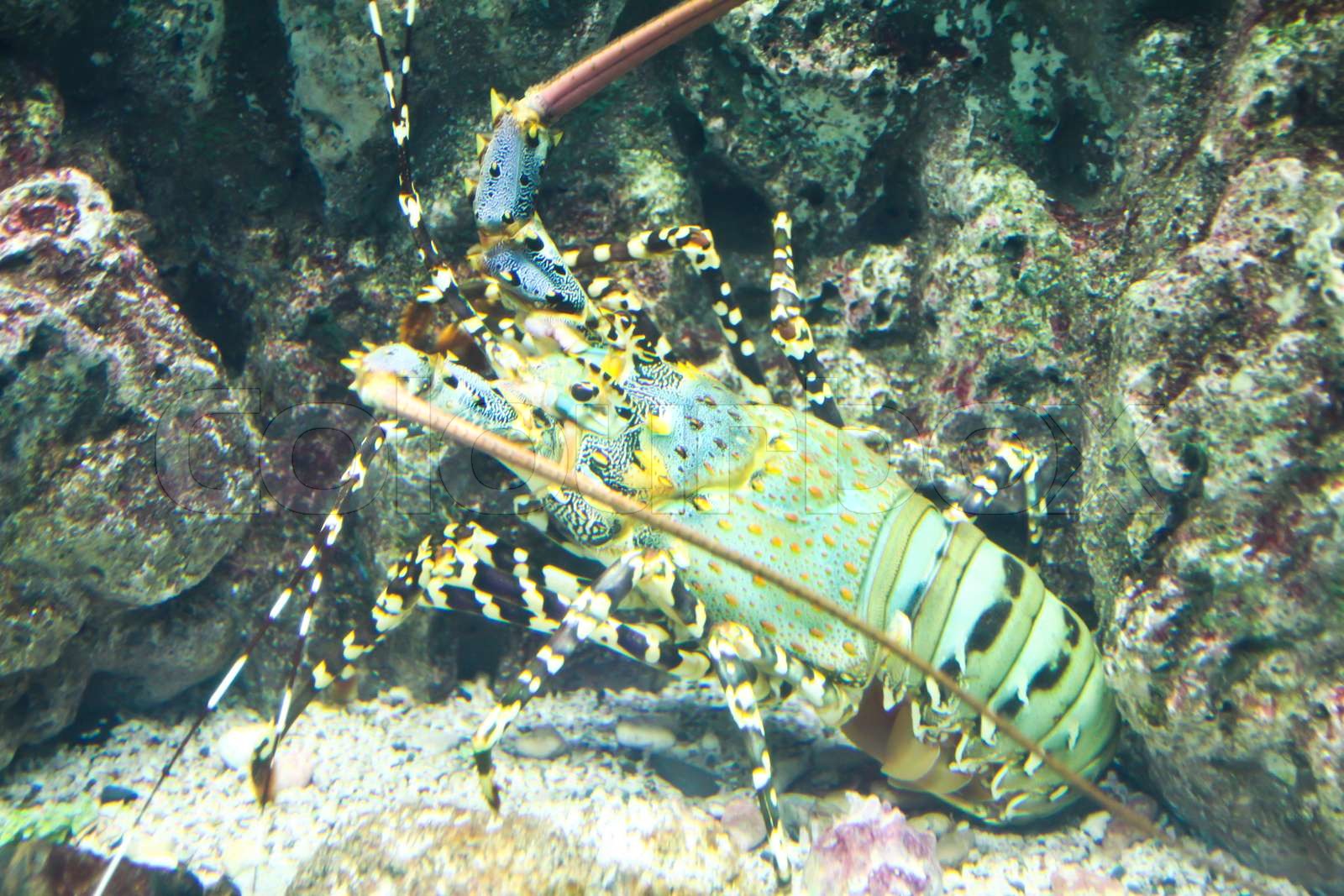 Hummer im Aquarium | Stock Bild | Colourbox