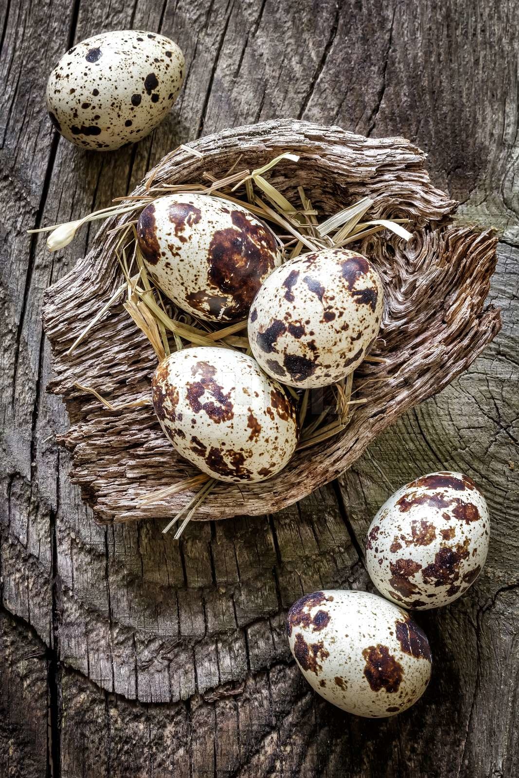 Wachteleier | Stock Bild | Colourbox