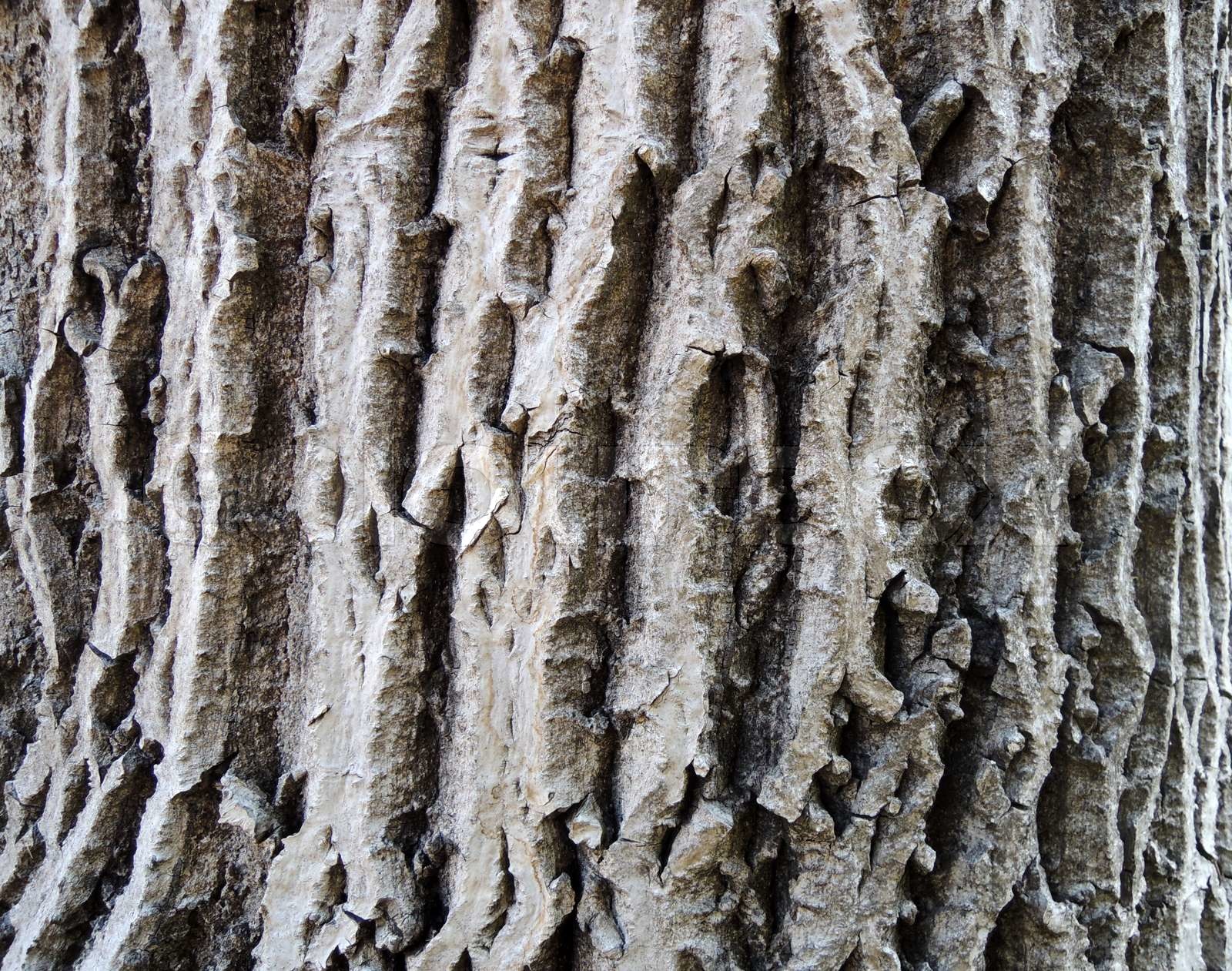 Weiße Rinde Textur | Stock Bild | Colourbox