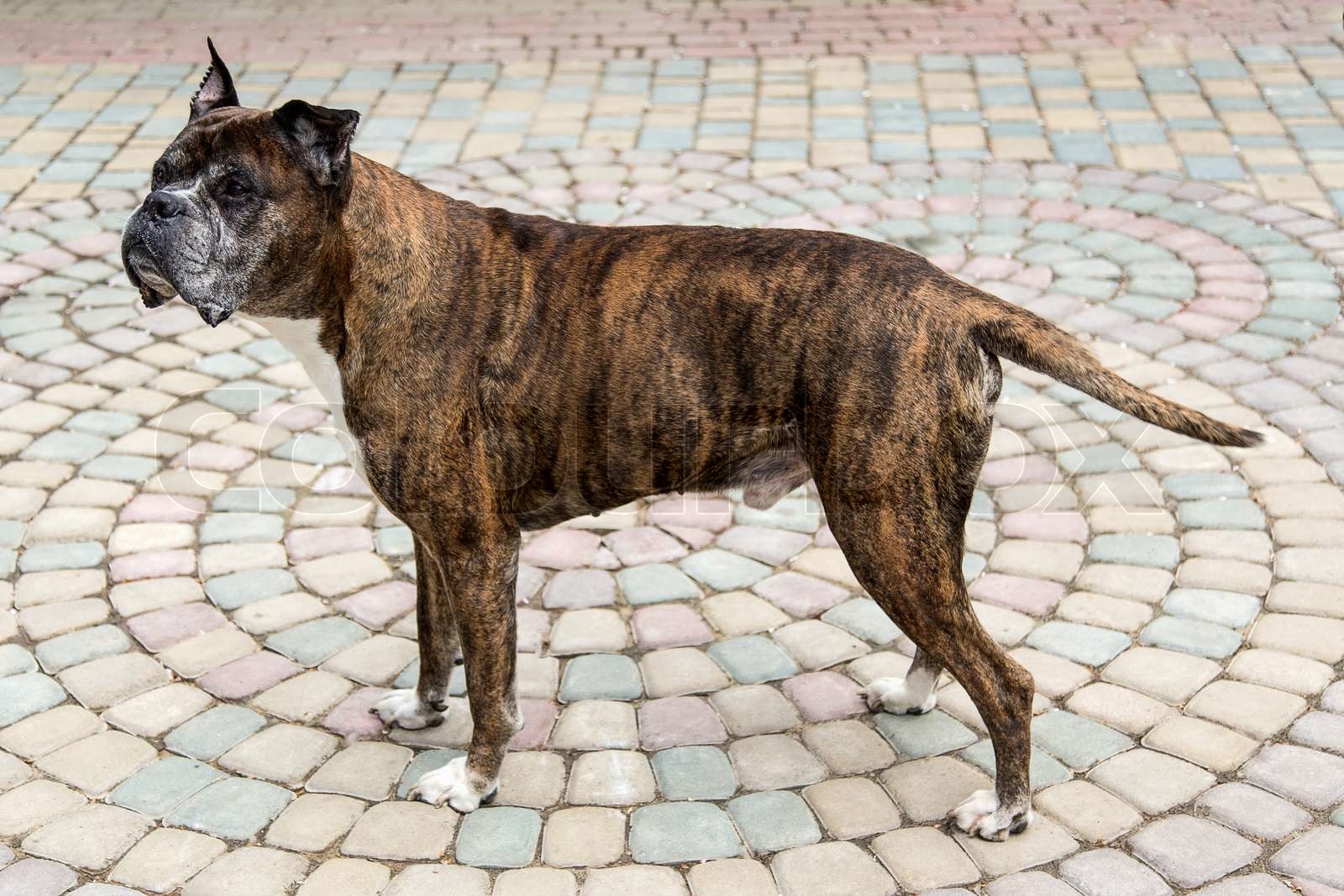 old boxer dog | Stock image | Colourbox
