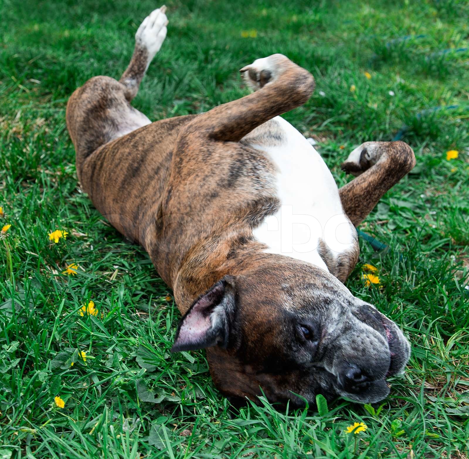 alt Boxer Hund im Gras liegend | Stock Bild | Colourbox