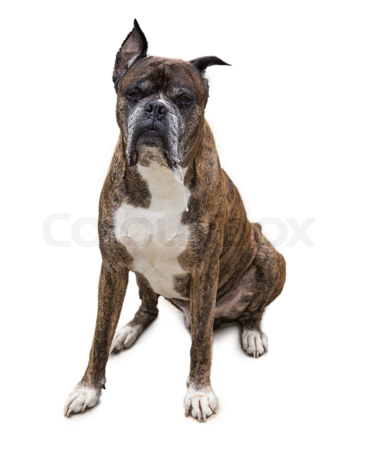 old boxer dog | Stock image | Colourbox