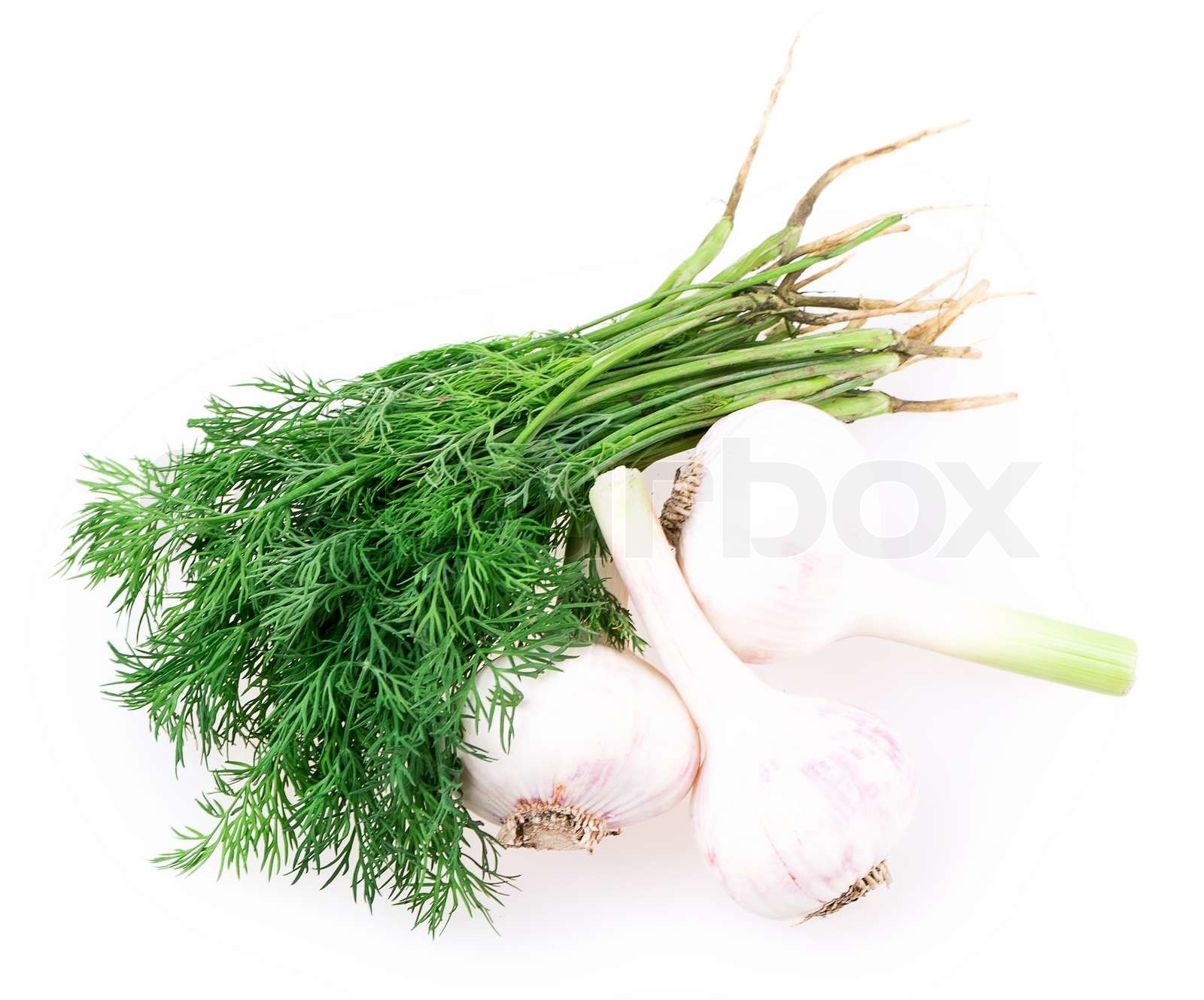 garlic and dill | Stock image | Colourbox