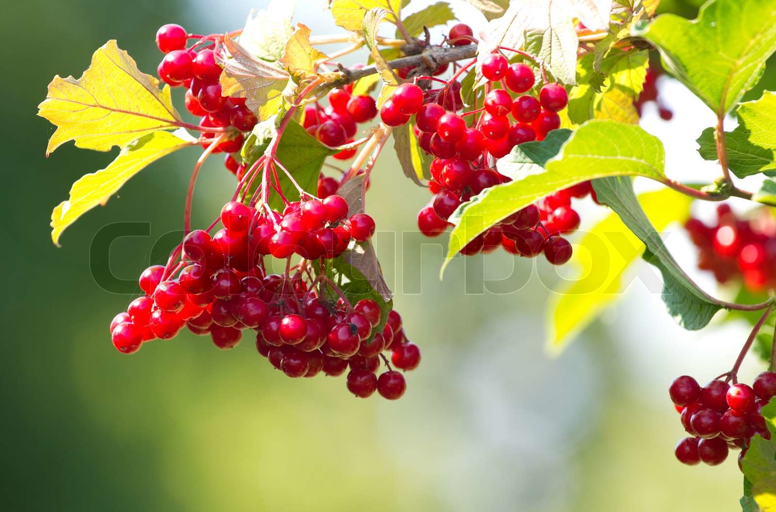 rot Viburnum Beeren | Stock Bild | Colourbox