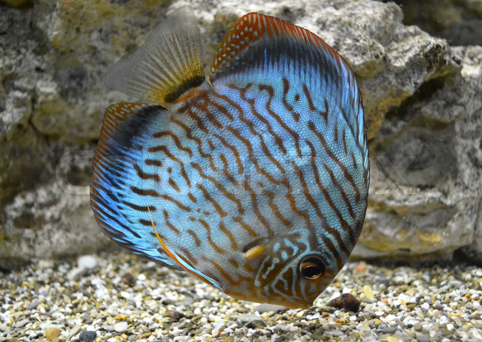 Discus for aquarium saltwater fish | Stock image | Colourbox