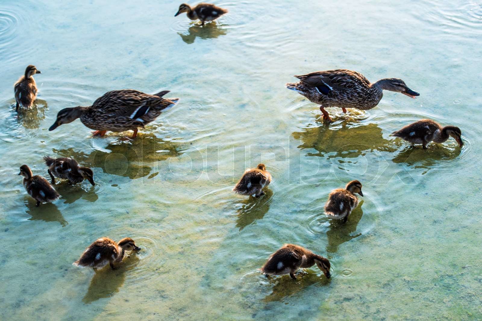 duck family | Stock image | Colourbox