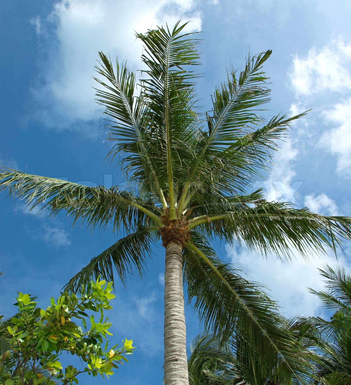 Real Palm Tree