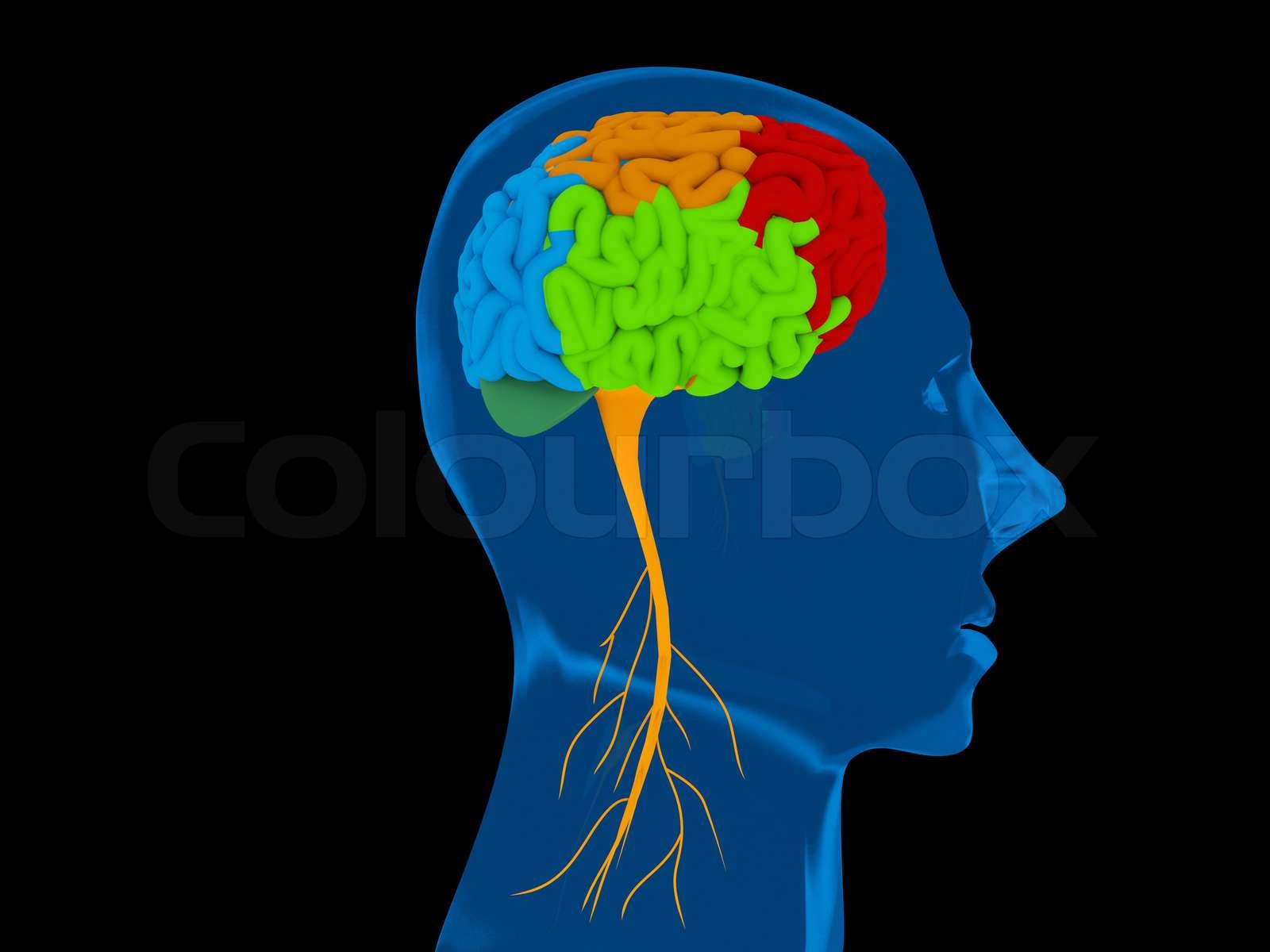 human brain representing mental neurological activity of the human ...
