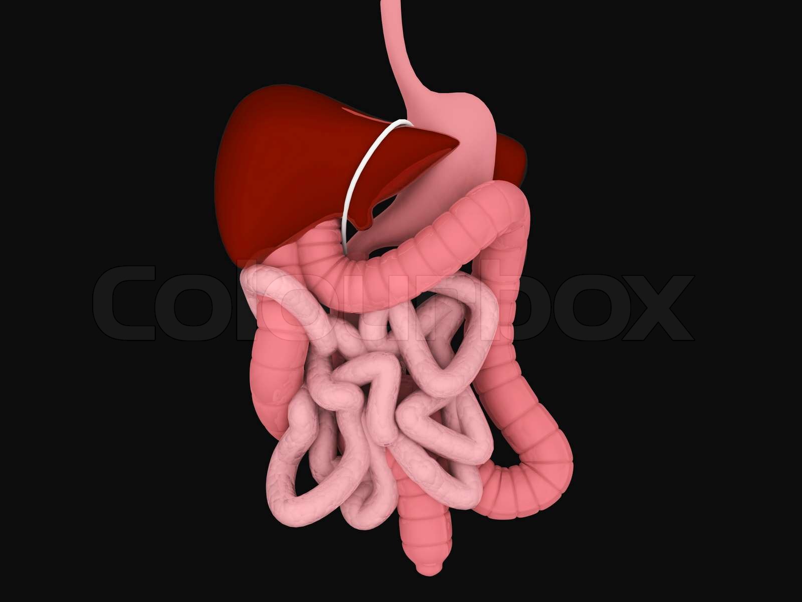 3d human digestive system | Stock image | Colourbox