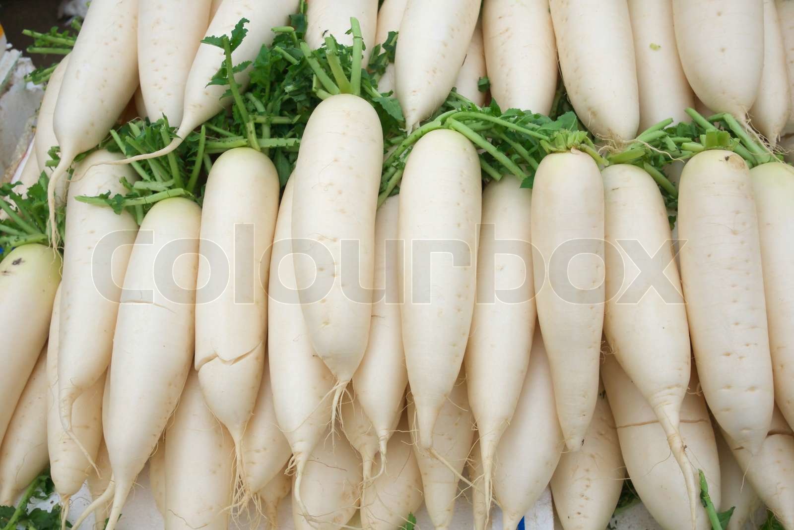 heap of fresh white radishes | Stock image | Colourbox