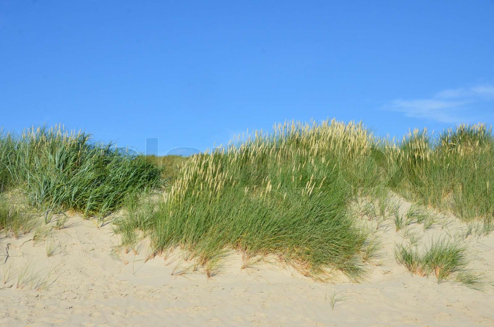 sand klitter ved Vesterhavet i Danmark en sommerdag med solskin | Stock ...