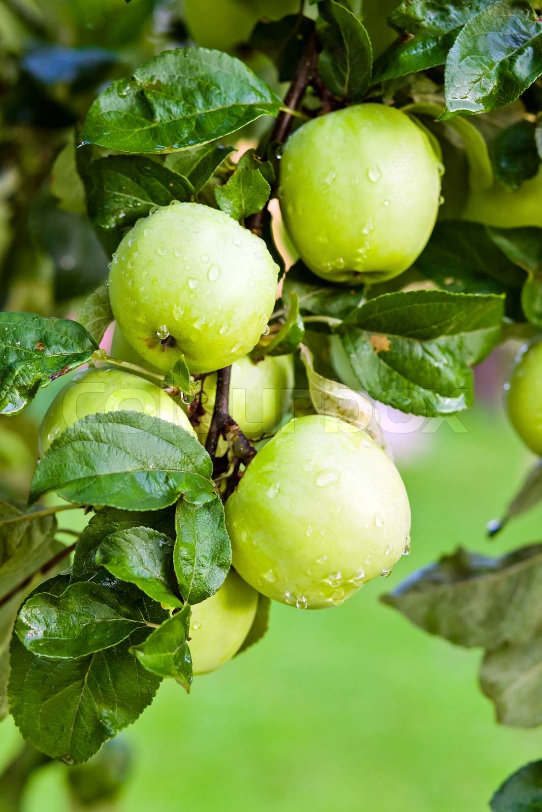 Grüne Äpfel | Stock Bild | Colourbox