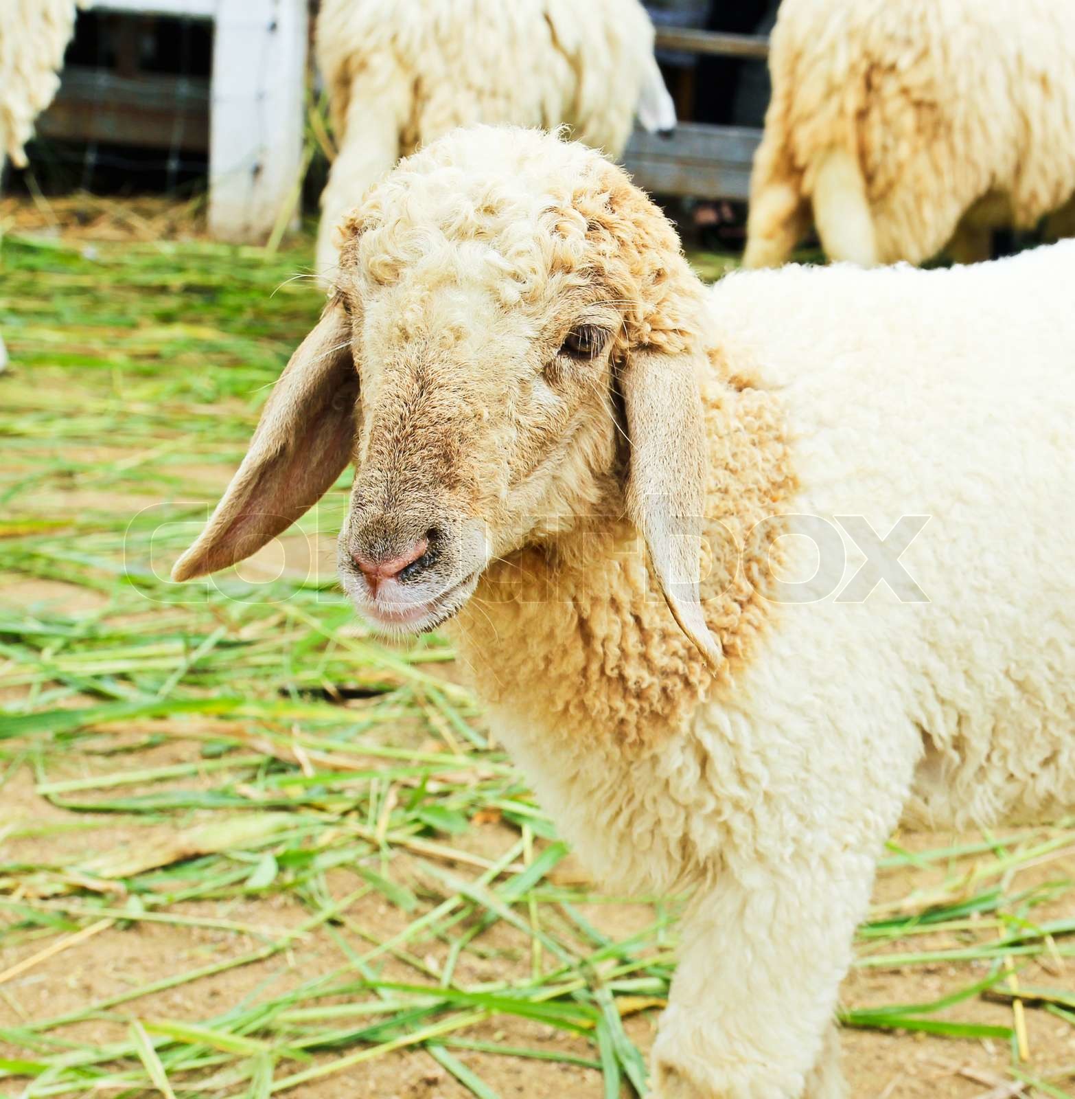 Sheep portrait | Stock image | Colourbox