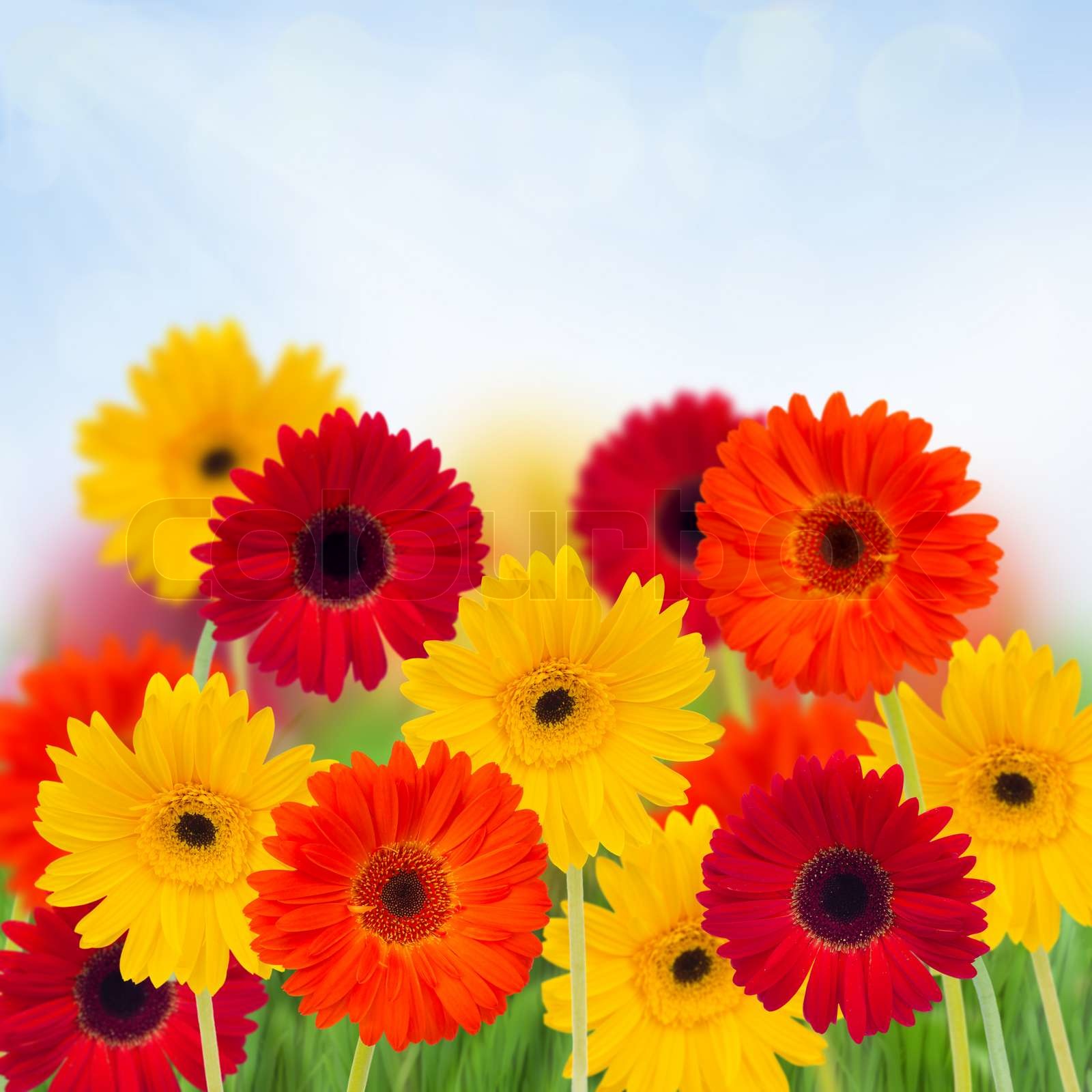 garden of herbera flowers | Stock image | Colourbox