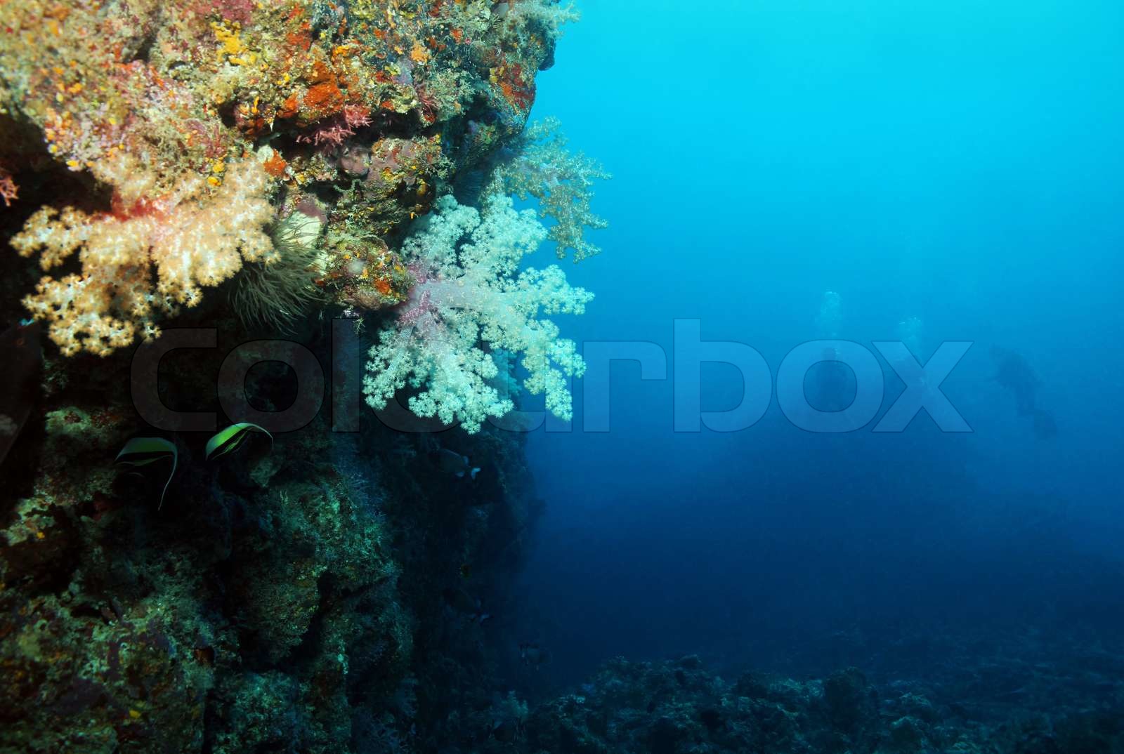 Soft Corals Reef Wall and Divers | Stock image | Colourbox