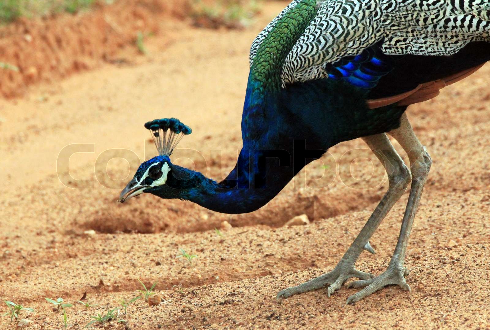 Peacock Feeding | Stock image | Colourbox