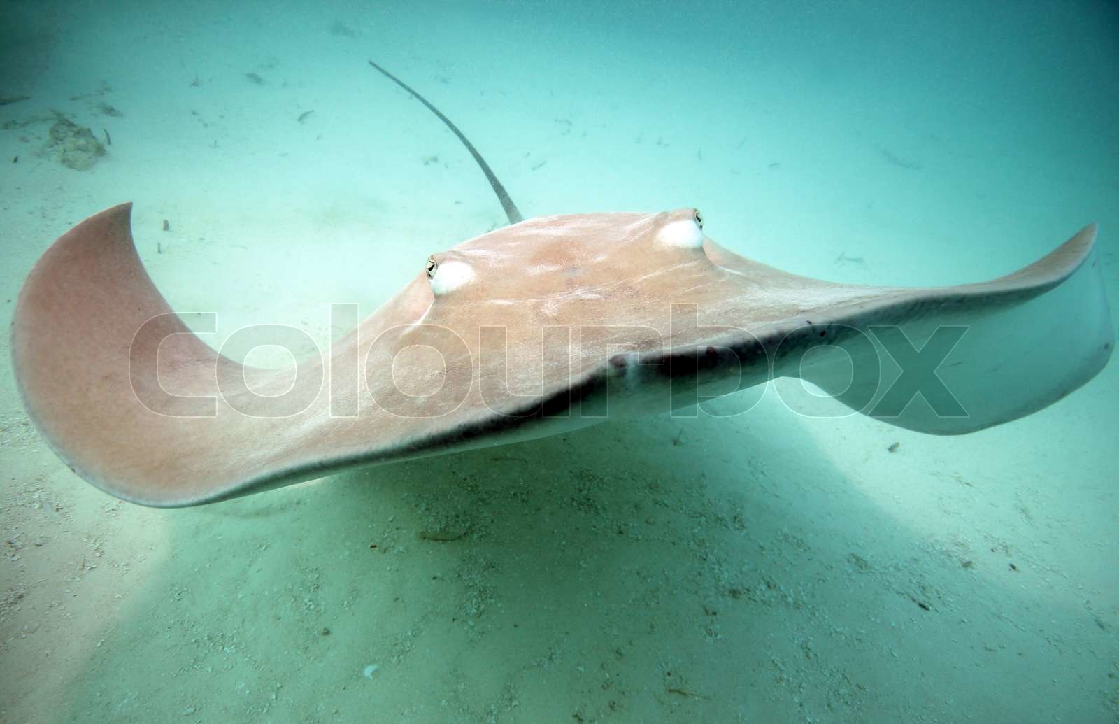 Pink Whipray/Stingray Approaching | Stock image | Colourbox