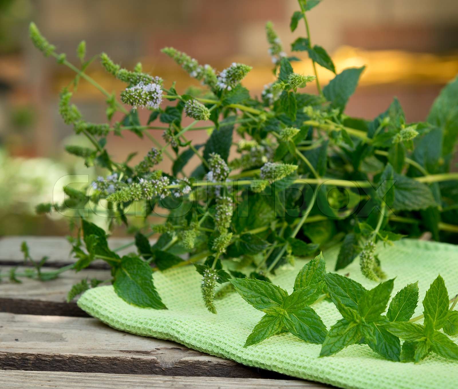 peppermint | Stock image | Colourbox