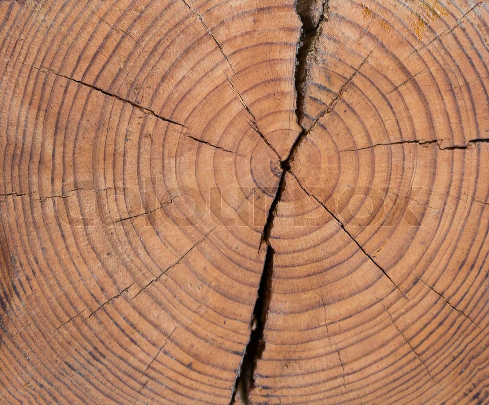 wood texture rings | Stock image | Colourbox