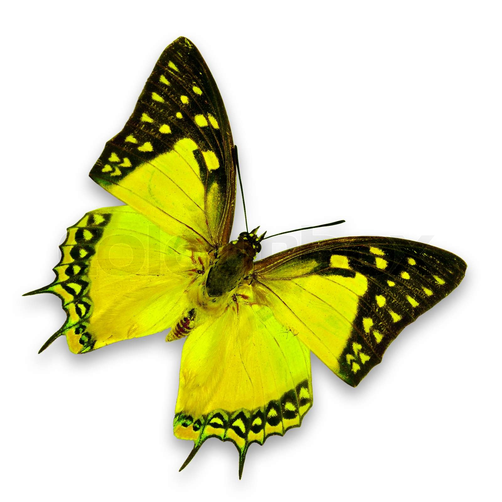 Yellow butterfly | Stock image | Colourbox