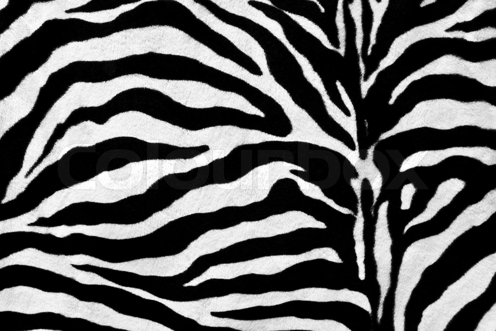 Zebra Fell Textur-Hintergrund | Stock Bild | Colourbox