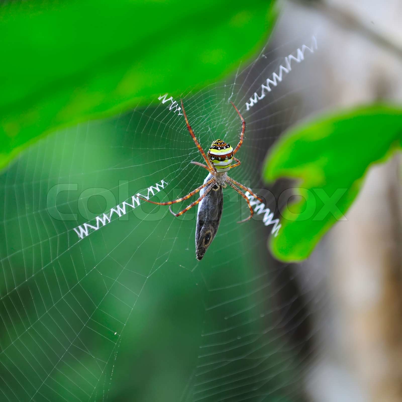 spider | Stock image | Colourbox