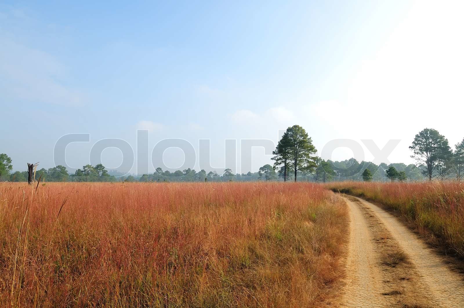 Savanne | Stock Bild | Colourbox