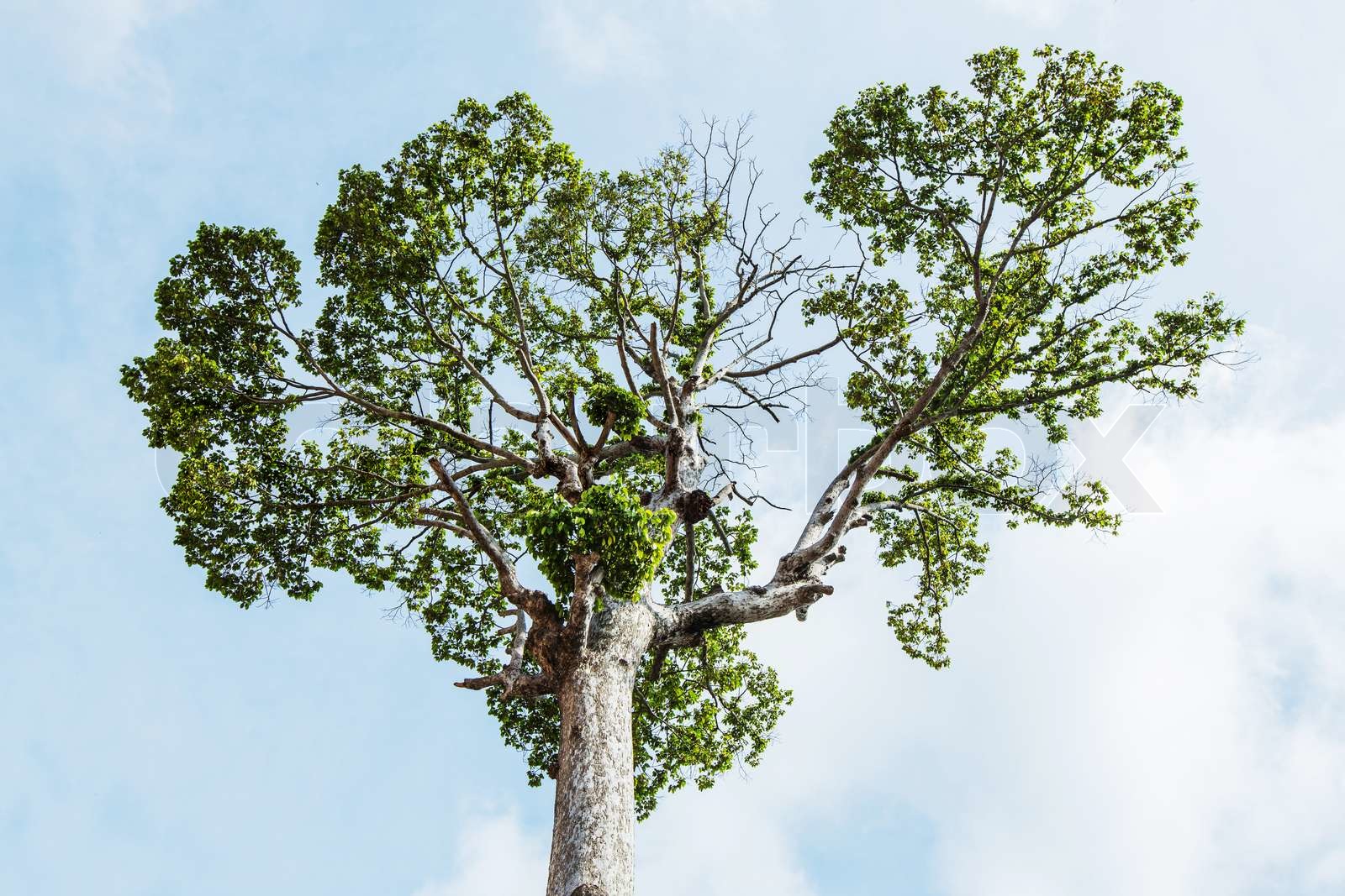 großer Baum | Stock Bild | Colourbox