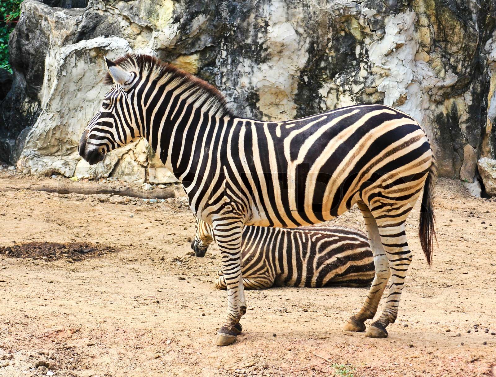 Zebra | Stock image | Colourbox