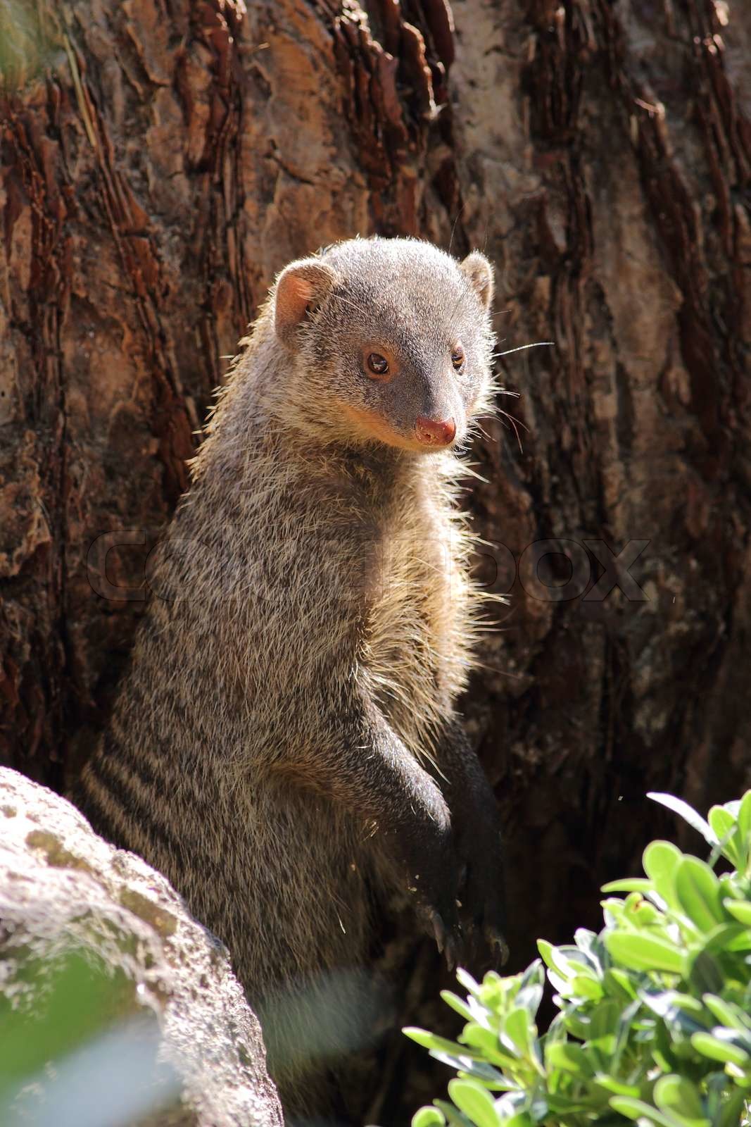 Banded mongoose standing alert | Stock image | Colourbox