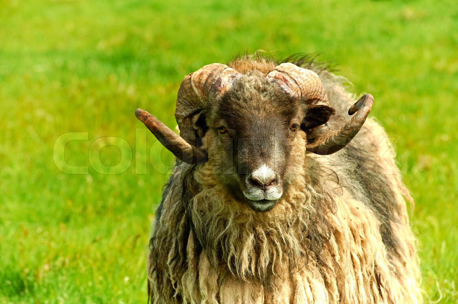 Adult ram sheep in a grass field | Stock image | Colourbox