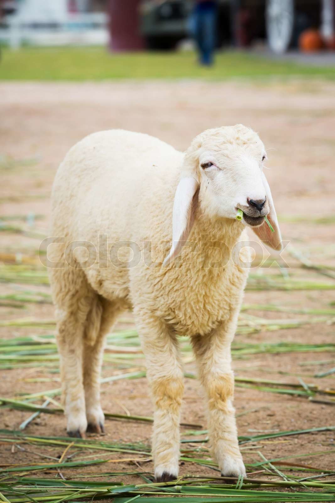 White sheep | Stock image | Colourbox