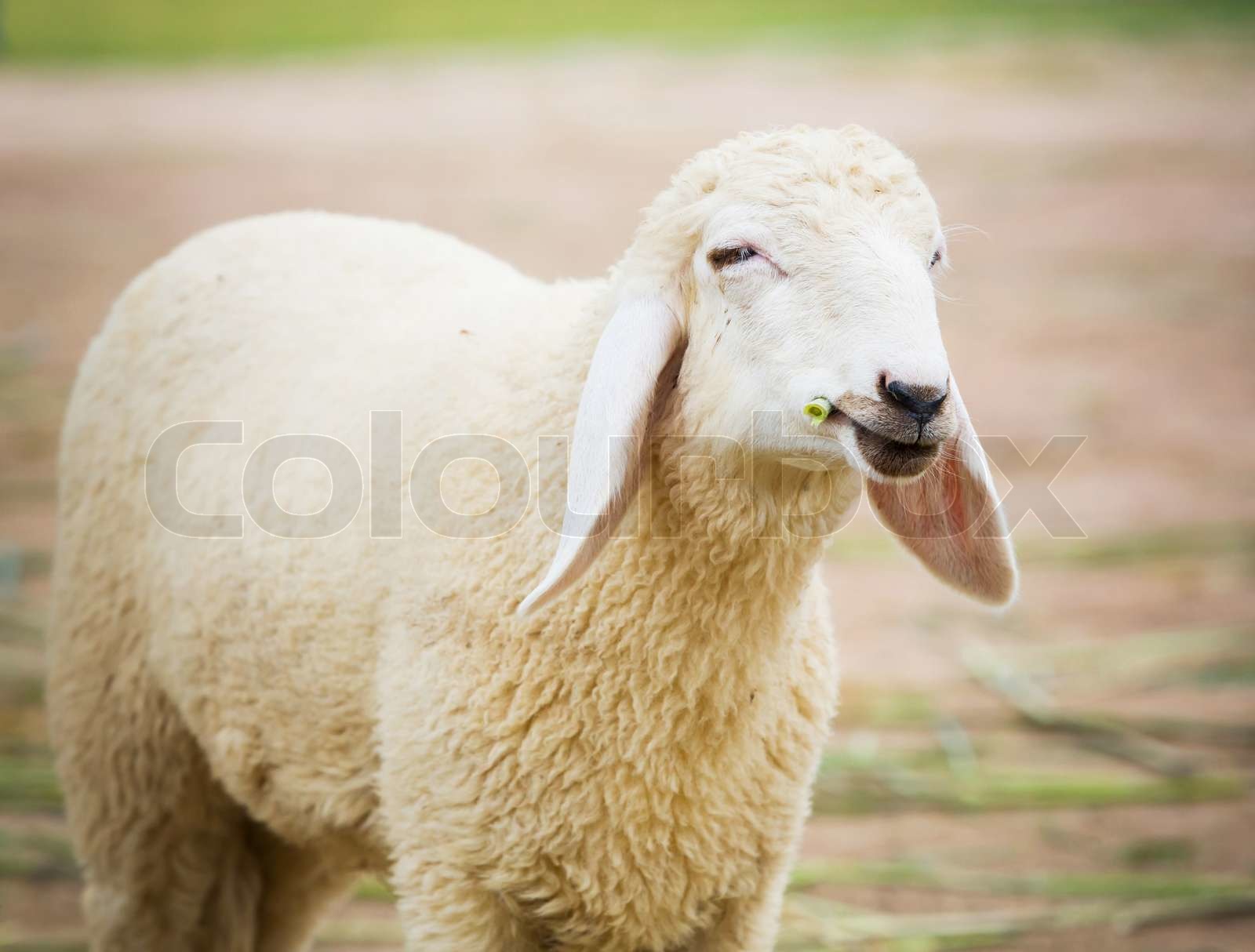 White sheep | Stock image | Colourbox